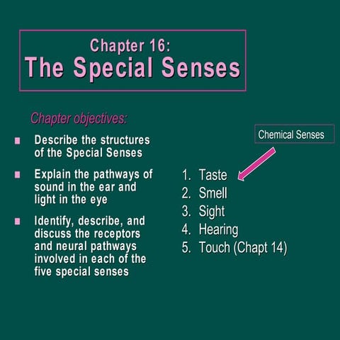Chapter16 specialsensesmarieb | PPT