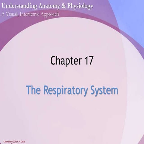 Chapter17 - Respiratory System | PPT