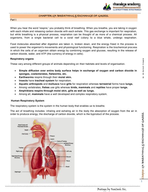 Breathing and Exchange of Gases Class 11th | PDF