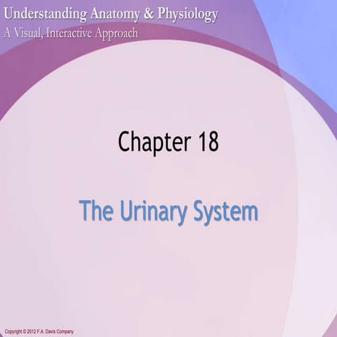 Chapter18 - Urinary System | PPT