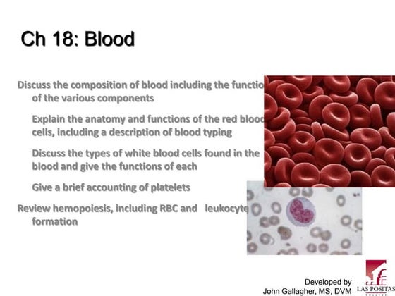Blood Composiotion Blood Physiology | PPT