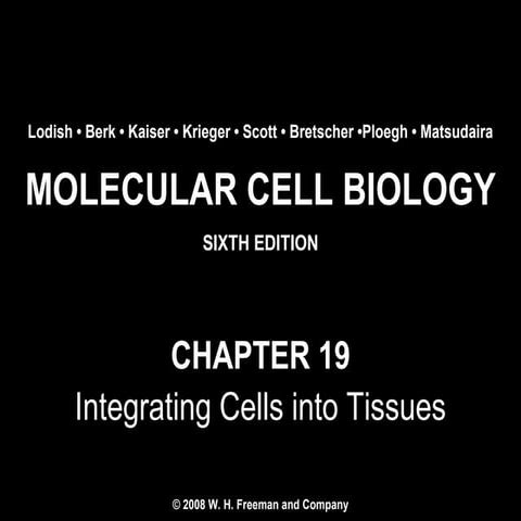Molecular Cell Biology Lodish 6th.ppt - Chapter 19 integrating cells ...