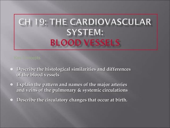 ANATOMY OF BLOOD VESSELS | PPT | Heart and Cardiovascular Diseases ...