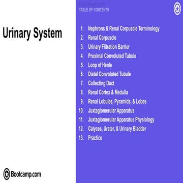 Chapter 19 Urinary System notes study.pdf