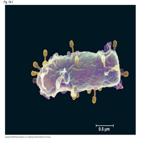 AP Biology Virus Structure | PPT