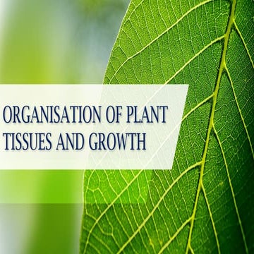 (Chapter 1) Organisation of Plant Tissue and Growth.pptx