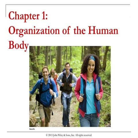Chapter 1 organization of the human body | PPT