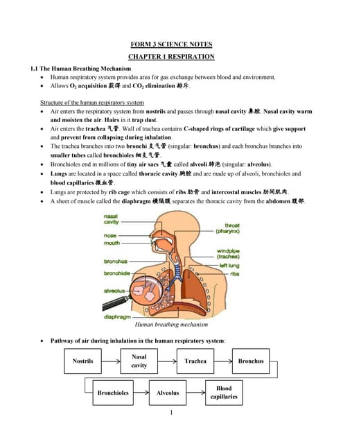 Grade 8 - Respiratory System | PPT