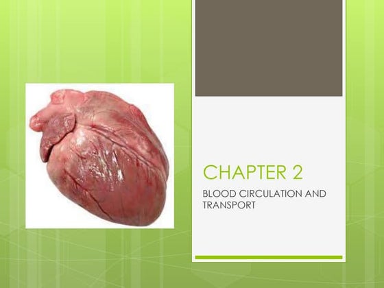 Circulatory System Ppt | PPT