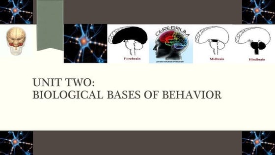 The Human Brain, Its Parts and Functions | PPT