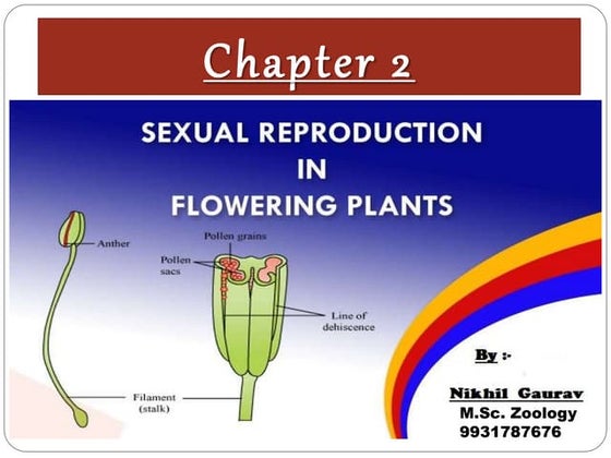 Sexual Reproduction in Flowering Plants (Part I) | PPT