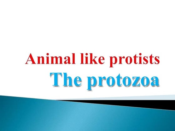 Protozoa | PPT