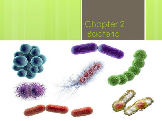 Bacteria structure and function | PPTX | Biological Sciences | Science