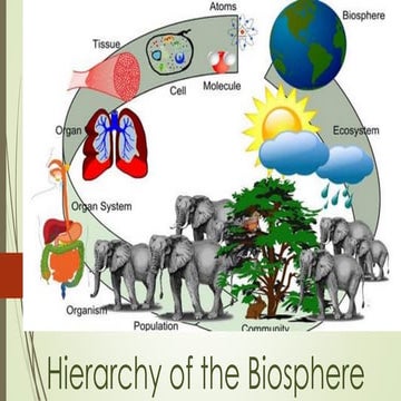 Chapter 2. Hierarchy of the Biosphere.pdf