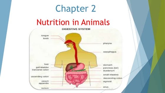 Nutrition in Animals, Class 7, Science Chapter-2 | PPTX | Dental Health ...