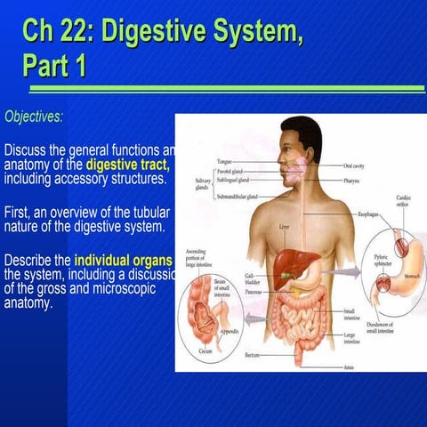 Chapter22 digestivepart1marieb | PPT