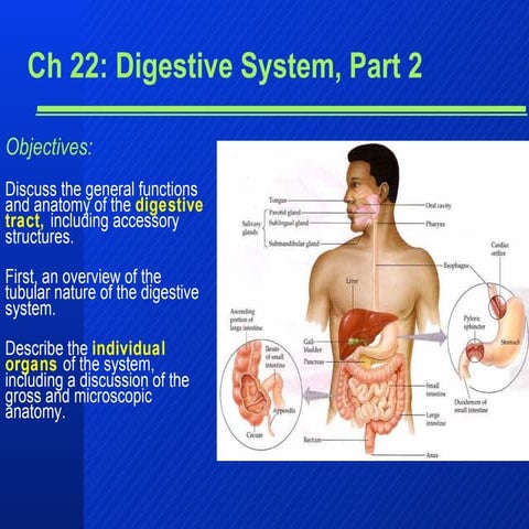 Chapter22 digestivepart2marieb | PPT