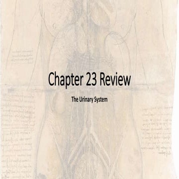 Chapter 23 Review Urinary System Pptx