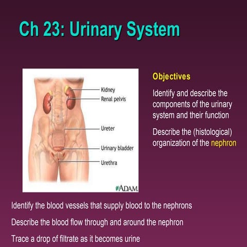 Chapter23 urinarymarieb | PPT