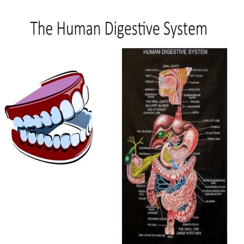The Human Digestive System Biology Science Class 10.pptx