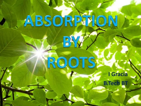 Absorption of water ppt | PPT | Gardening | Home & Garden