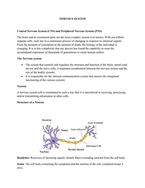 The Human Brain, Its Parts and Functions | PPT