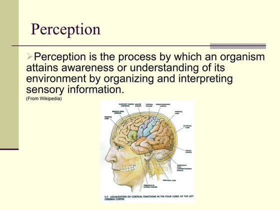 Perceptual Errors (Organization Behavior) | PPTX | Science
