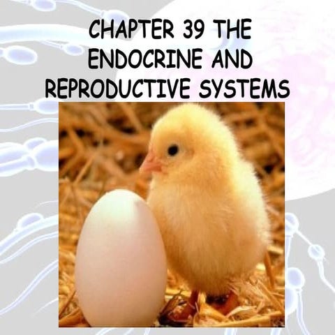 CHAPTER_39_THE_ENDOCRINE_AND_REPRODUCTIVE_SYSTEMS_2010-2011_teacher ...