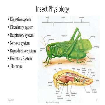 Chapter 4 INTERNAL STRUCTURE AND FUNCTION OF INSECT’S BODY (INSECT ...