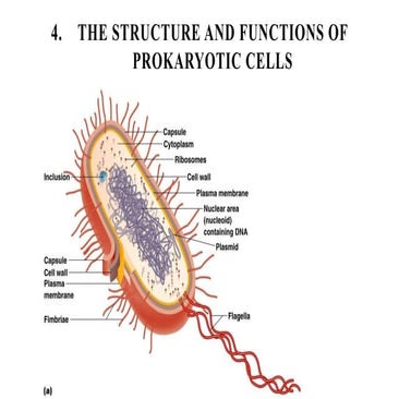 chapter 4.bicterial structure and functionpptx | PPTX
