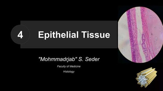 Lesson 4 Cell Modifications | PDF | Biological Sciences | Science