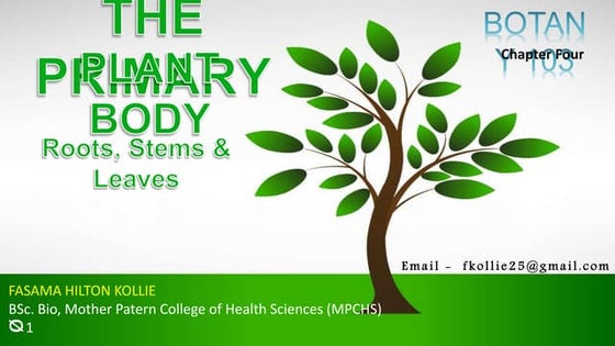 Powerpoint plant parts for science gr 5 | PPT