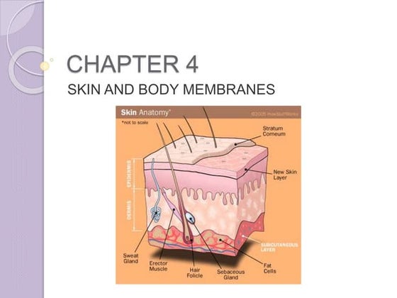 Structure and functions of the skin | PPTX