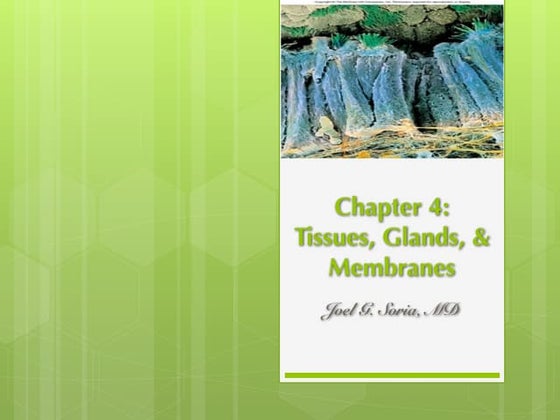 Presentation03 - Plant and Animal Tissues | PPT