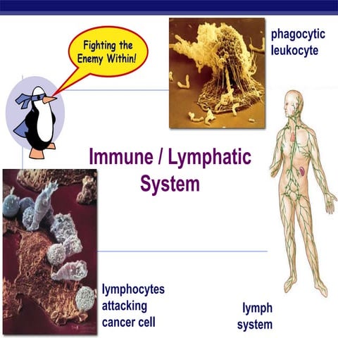The Immune System AP Biology Ch. 35 | PPTX