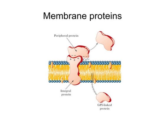 Red cell membrane | PPTX | Blood Disorders | Diseases and Conditions