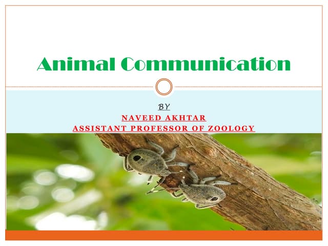 animal behaviours and its types with examples | PPTX
