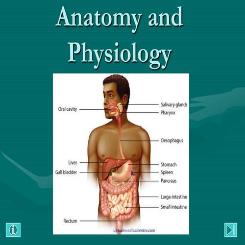 Anatomy and Physiology: Gastrointestinal Tract | PPT