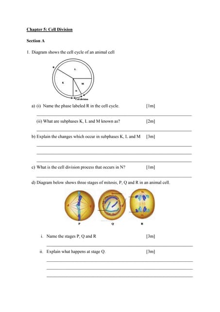 Cell Cycle Diagram Worksheet