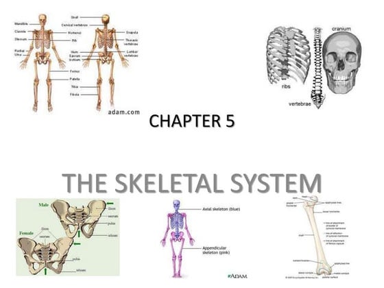 Edexcel IGCSE - Human Biology - Chapter 07 - Form & Movement | PPT