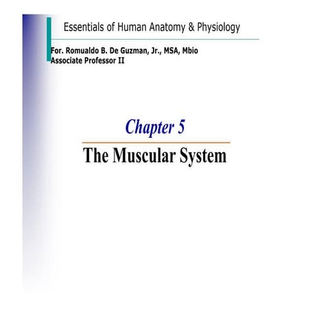 Chapter 5 A Muscular System.pdf123456789 | PDF