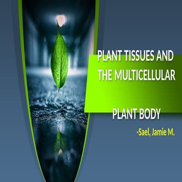CHAPTER 5 PLANT BODY Botany First Sem.pptx