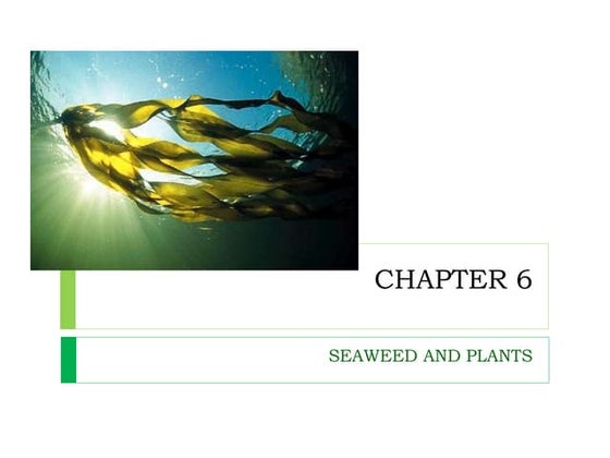 Classification of seaweed | PPT