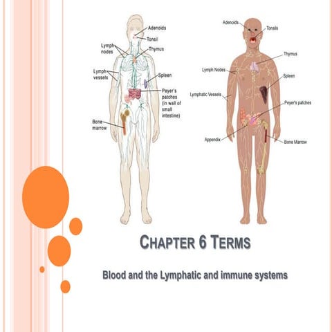 Chapter 6 terms | PPT