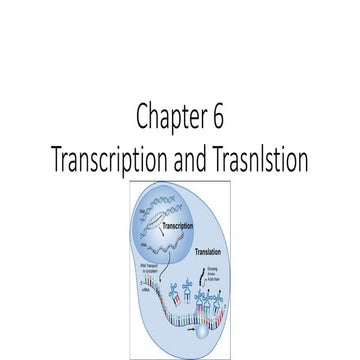 Transcription And Translation For Dummies