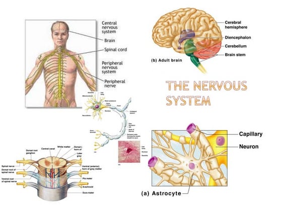 Chapter+49+ Sensory+And+ Motor+ Mechanism | PPT | Eye and Vision ...