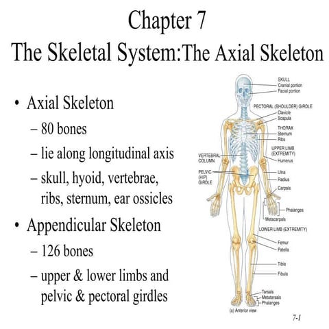 Chapter 7 bones.pdf