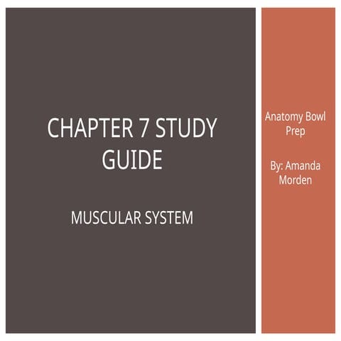 Chapter 7 Study guide muscular system presentation | PPT