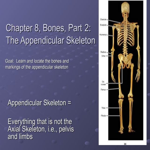 Chapter8appendicularskeletonmarieb Power Point Ppt