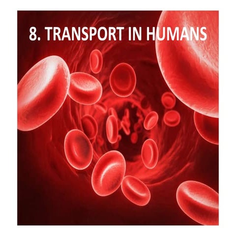 Chapter 8 transport in humans | PPTX